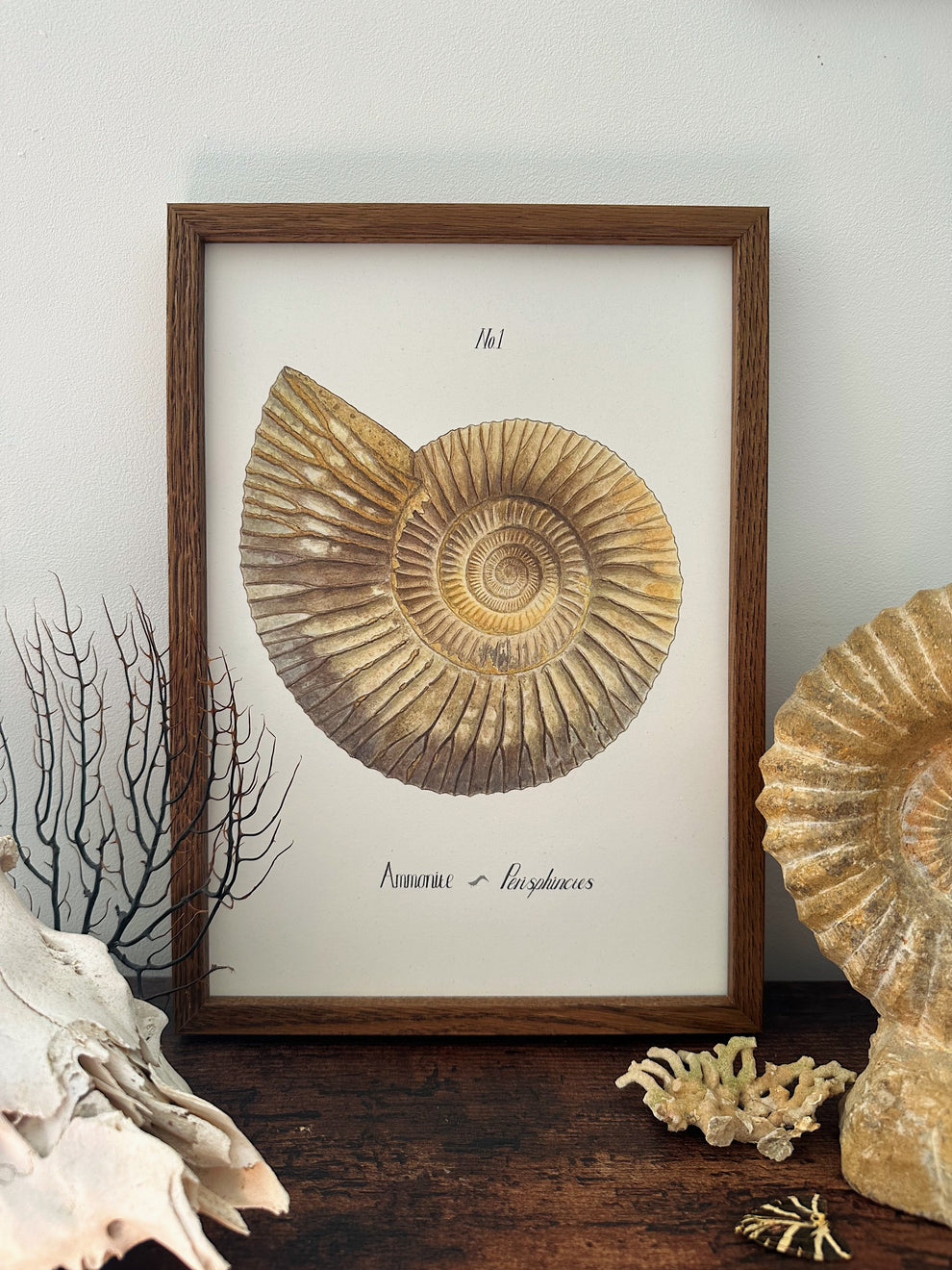 Ammonite Print - No.1 – Sophie Wright Designs